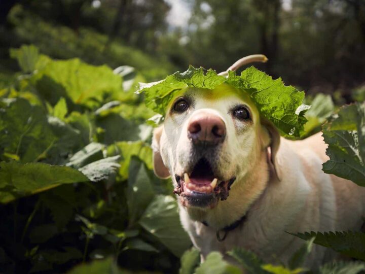 10+ Ridiculously Funny Plant Names (And Their Meanings!) - Outdoor Happens