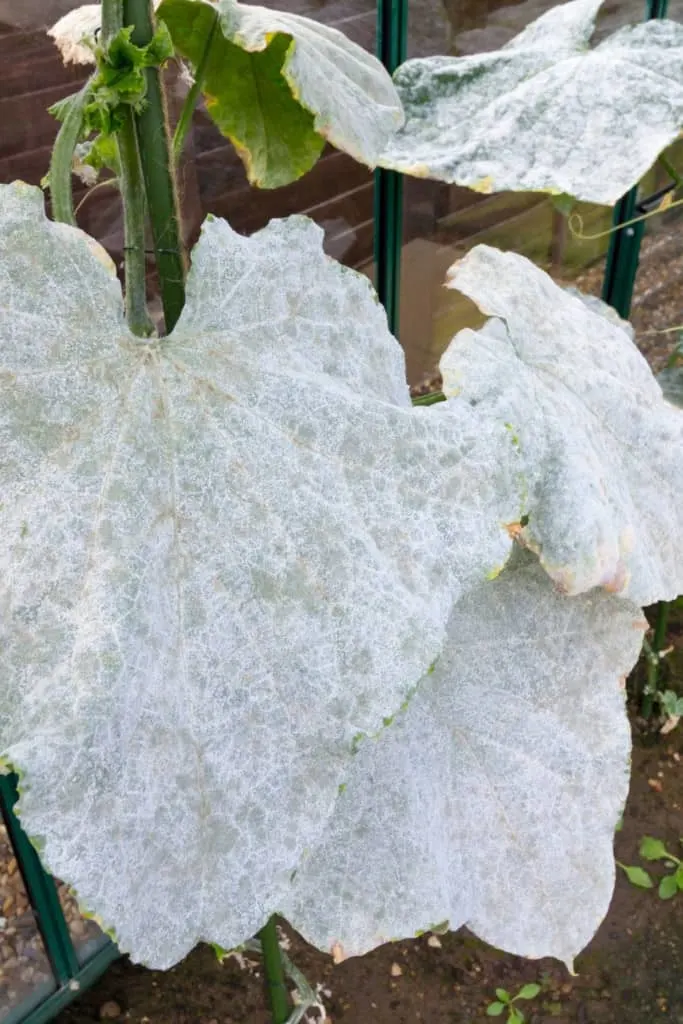 Why Are My Cucumbers White and Are They Safe to Eat? - Outdoor Happens