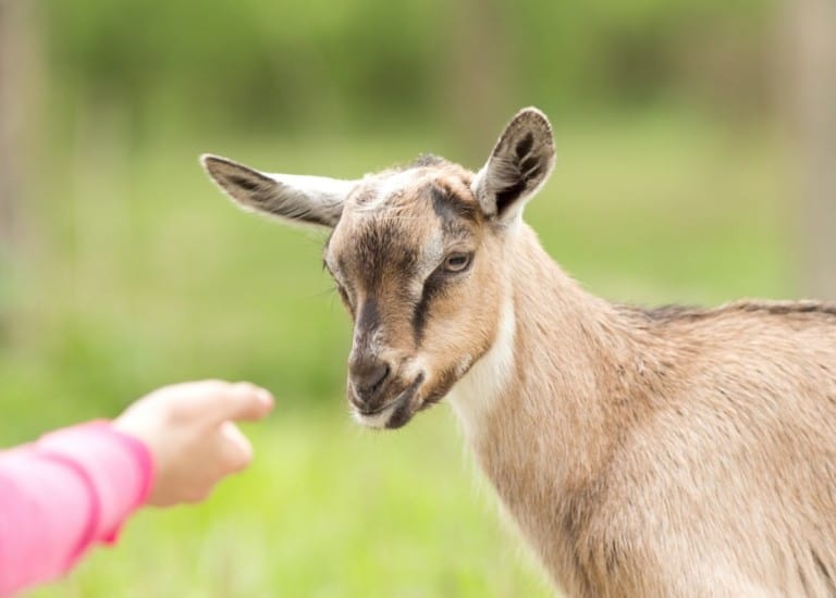 7 Dairy Goat Breeds That Make the Best Homestead Milking Goat - Outdoor ...