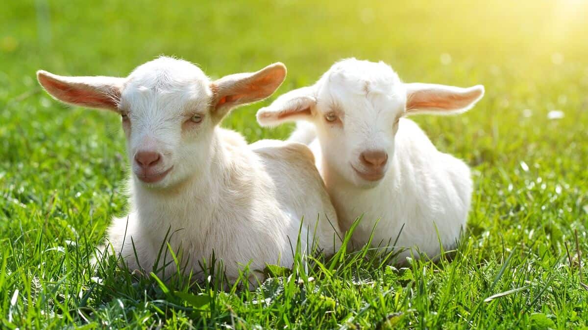 7 Dairy Goat Breeds That Make the Best Homestead Milking Goat - Outdoor ...