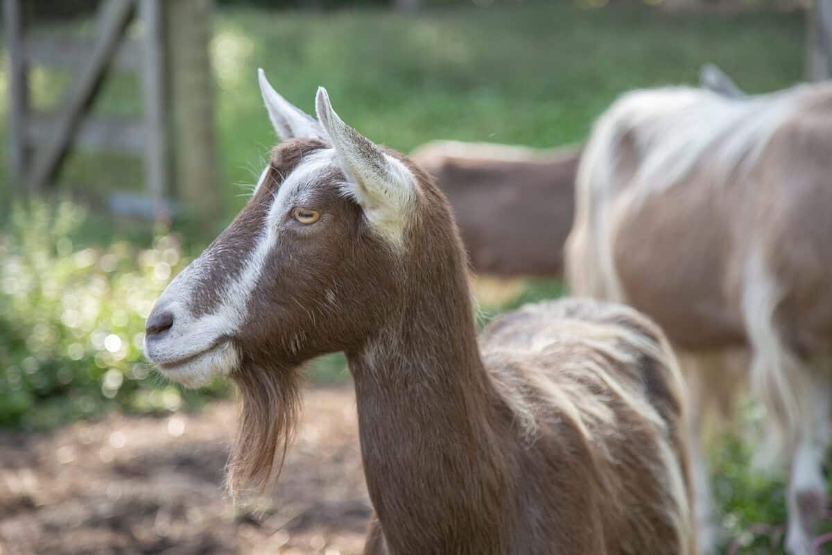 7 Dairy Goat Breeds That Make the Best Homestead Milking Goat - Outdoor ...