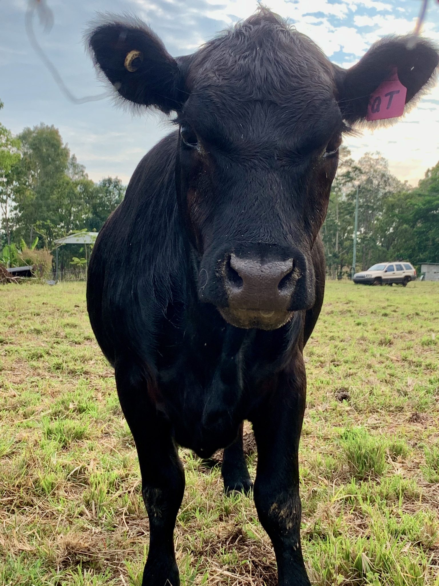 Do Cows Have Horns? [Polled vs Horned Cattle]