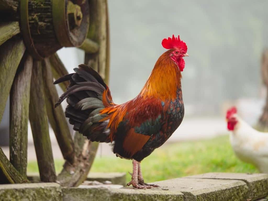 The 21 Best Laying Chickens For Your Backyard Flock | Ultimate Guide ...
