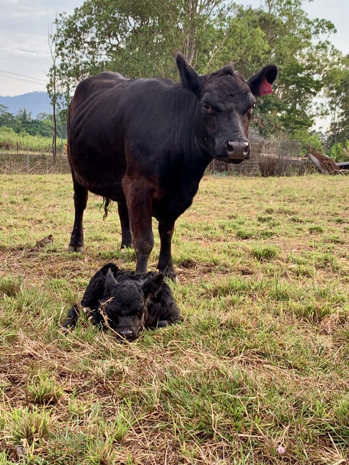 Do Cows Have Horns? [Polled vs Horned Cattle]