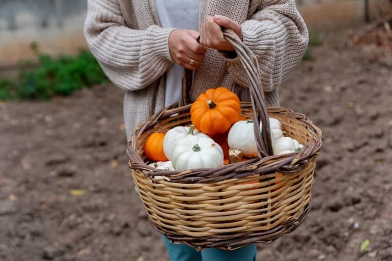 Pumpkin Growing Stages - Your Ultimate Guide to What to Do When ...