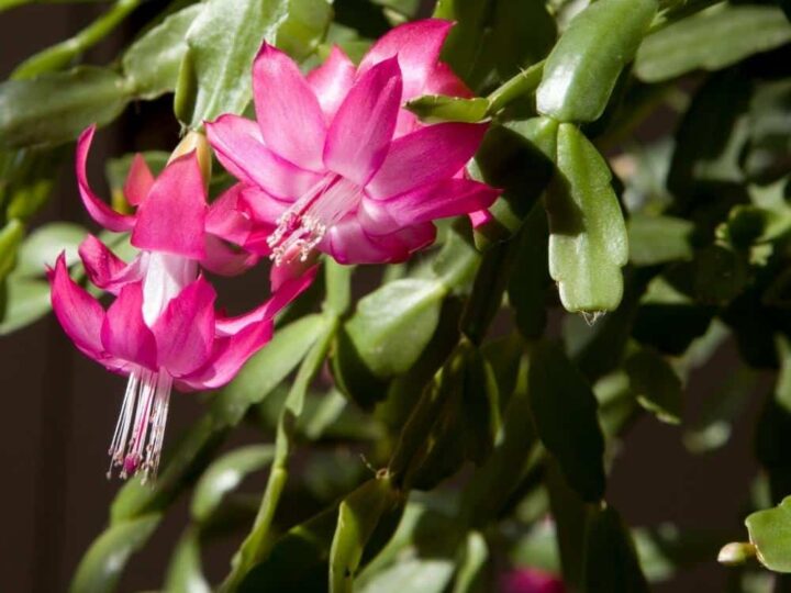How to Propagate a Christmas Cactus In 5 Easy Steps - Outdoor Happens