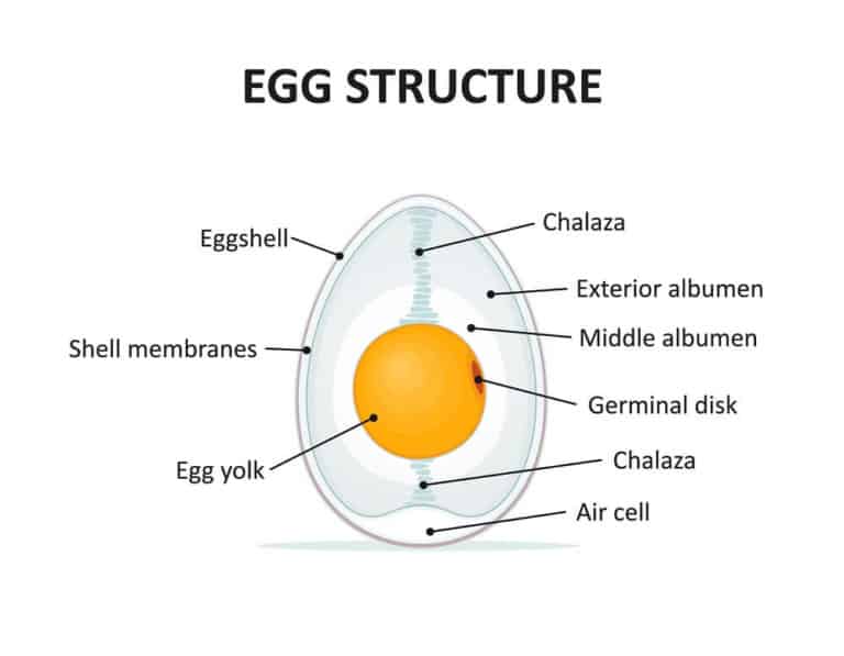 How to Tell If a Duck Egg Is Fertile [3 Easy Ways!] - Outdoor Happens ...