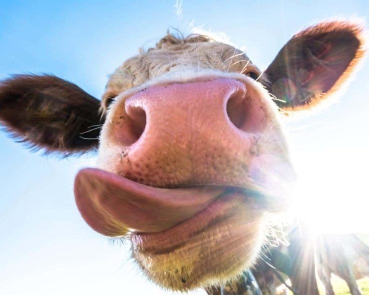 The Ultimate Guide to Lowline Mini Angus Cattle! [Size, Cost, and Pros ...
