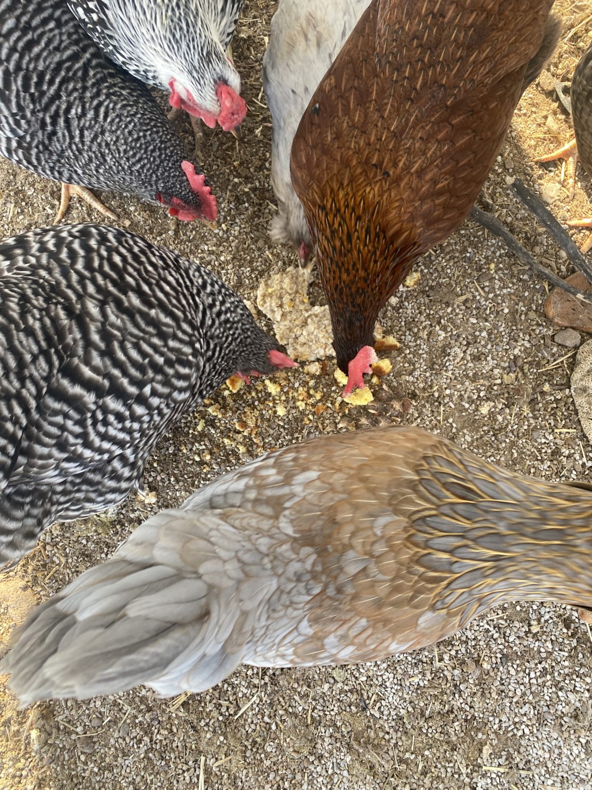 Can You Overfeed Chickens? Yep. Here's Why! - Outdoor Happens Homestead