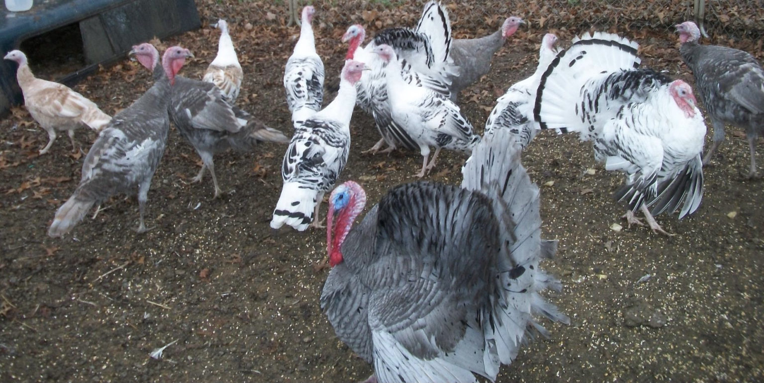 13 Best Meat Turkey Breeds for Your Homestead - Outdoor Happens Homestead