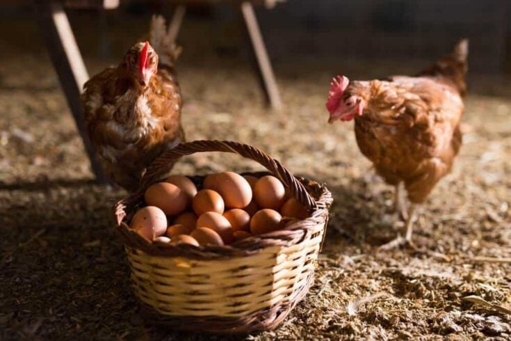 Do Chickens Need Light at Night to Lay Eggs? [and Do Chicks?] - Outdoor ...
