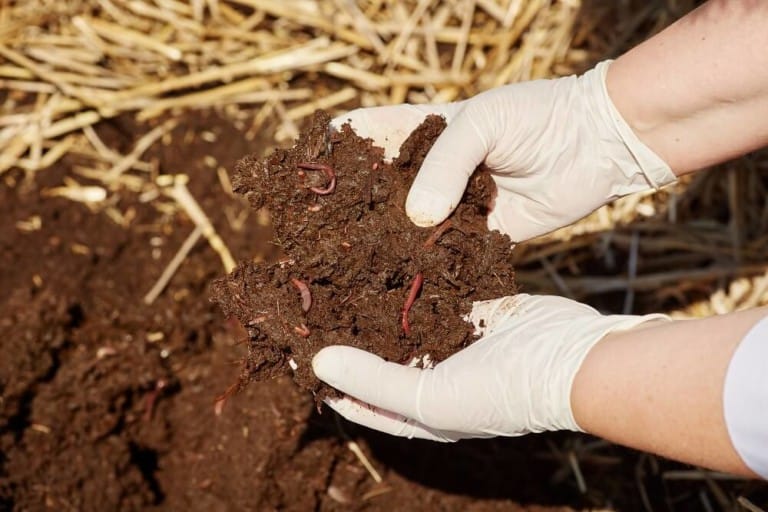 Complete Guide to the Best Worms for Vegetable Garden Success [and ...
