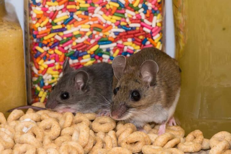 Mouse Proof Storage - 15+ Solutions to Keep Rodents at Bay - Outdoor ...
