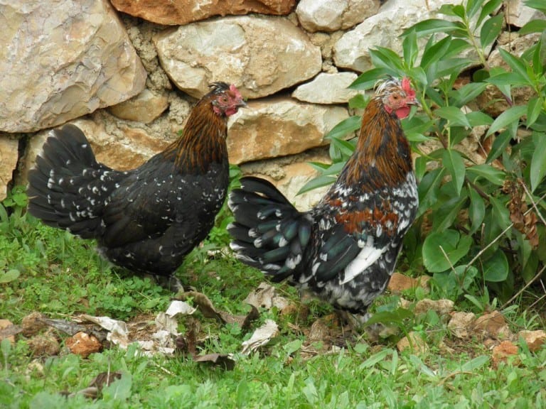 20 Small Chicken Breeds [Your Epic Guide With Pros and Cons!] - Outdoor ...