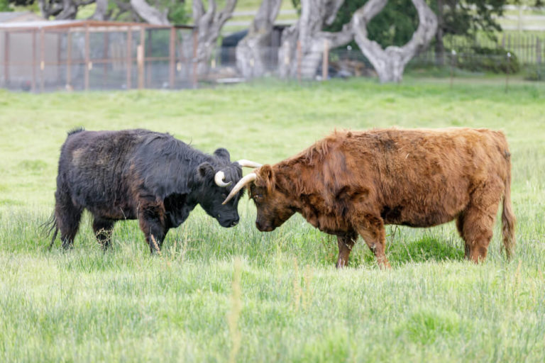 The Ultimate Guide to the Mini Highland Cow