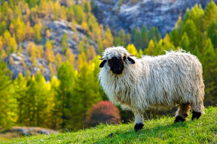 11 Gorgeous Black and White Sheep Breeds [With Pictures!] - Outdoor ...