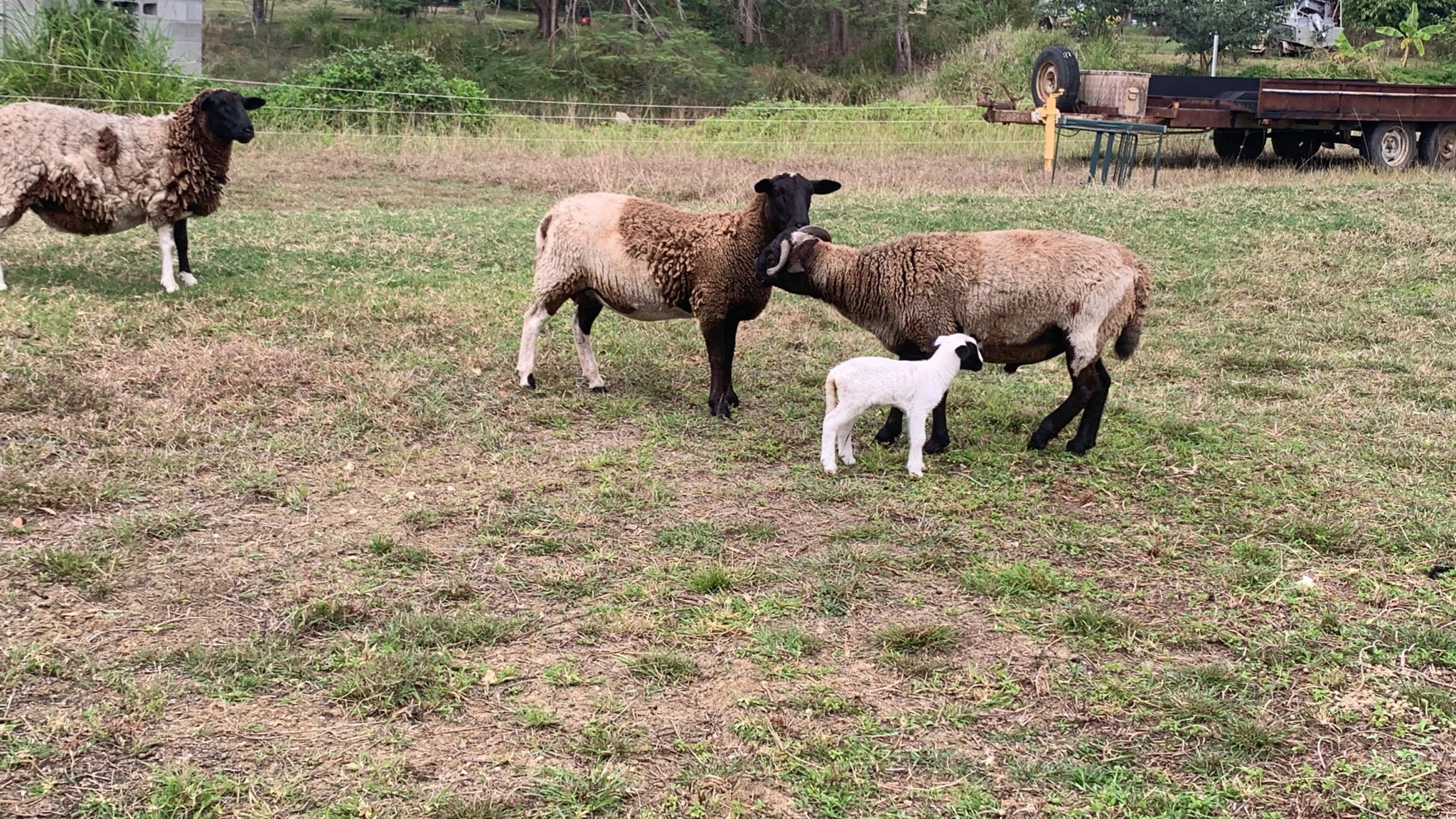 Why Do Rams Headbutt? [Aggression, Boredom, Genetics? Or Something Else ...