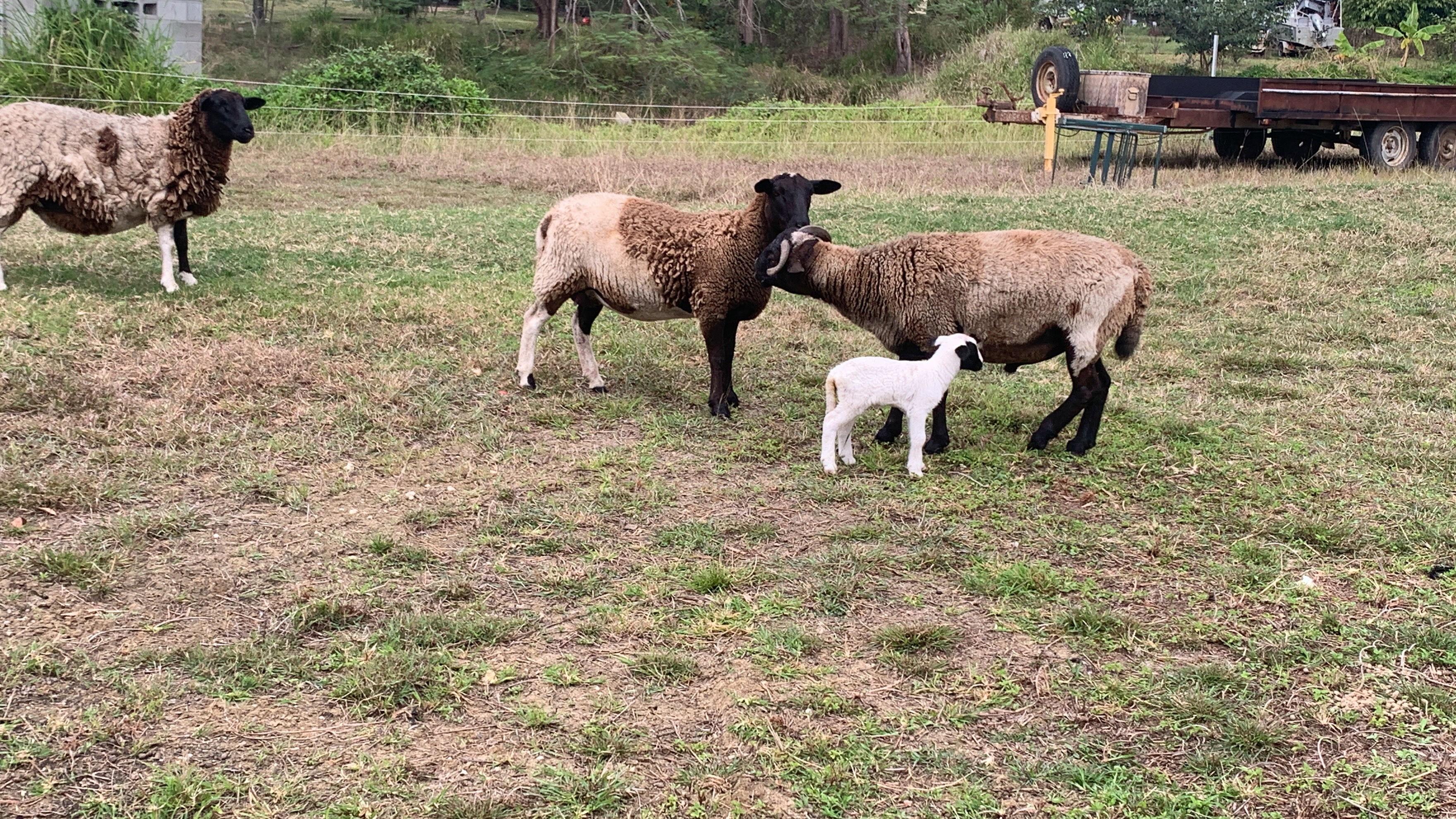 Why Do Rams Headbutt? [Aggression, Boredom, Genetics? Or Something Else ...