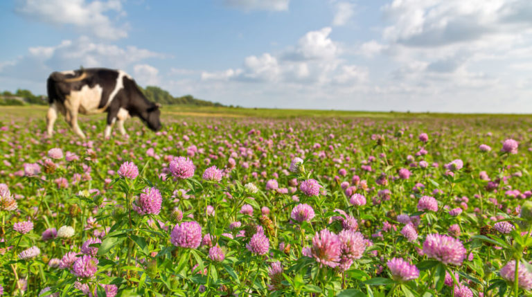 Can Cows Eat Clover? [Clover Forage, Toxicity, and Bloat] - Outdoor ...