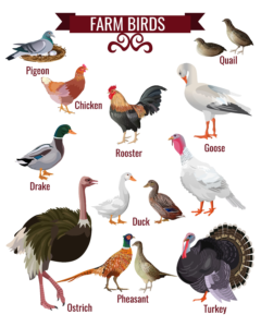 Raising Pheasants vs Chickens For Profit on Your Homestead - Outdoor ...