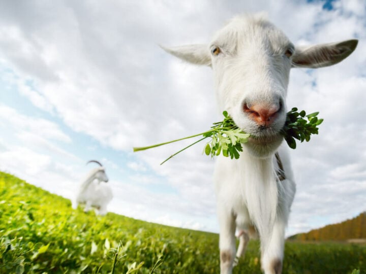 Can Goats Eat Oats? Your Complete Guide! Outdoor Happens
