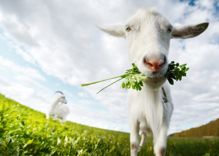 Can Goats Eat Oats? Your Complete Guide! Outdoor Happens