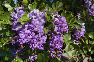 12 Delightful Flowering Shrubs for Texas - Outdoor Happens