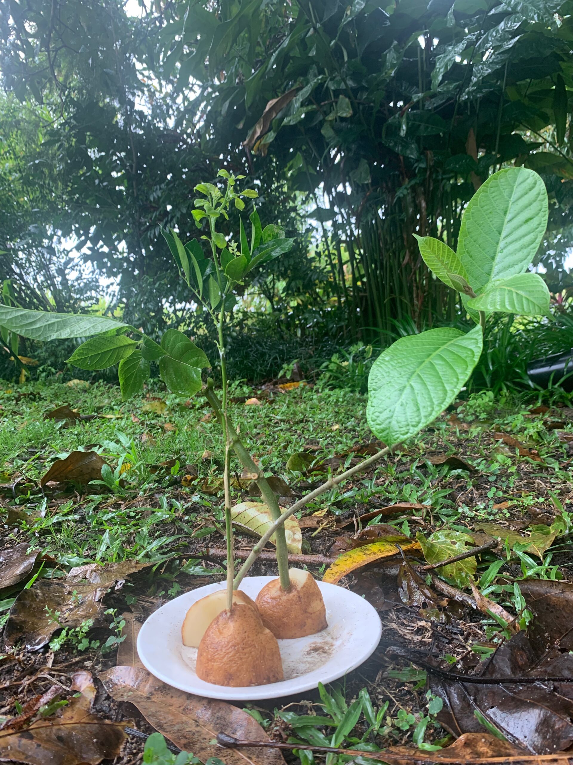 How To Propagate Plant Cuttings In Potatoes Honey And Cinnamon TheWorldOfSurvival Com