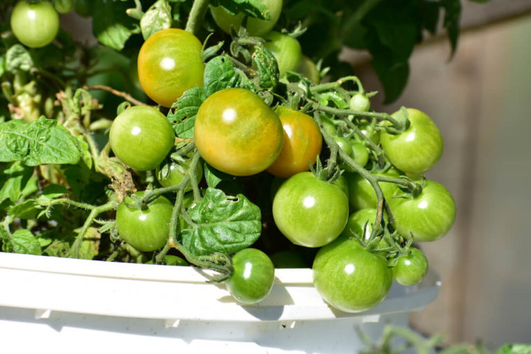 13 Tastiest and Best Tomatoes for Containers and Pots ???? | Veggie