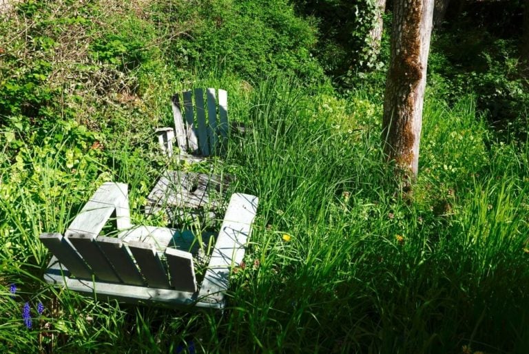 Overgrown Yard Cleanup Made Easy In 5 Steps - Outdoor Happens