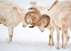 Why Do Rams Headbutt? [Aggression, Boredom, Genetics? Or Something Else ...
