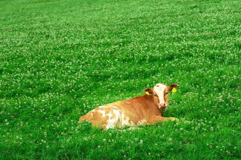 Can Cows Eat Clover? [Clover Forage, Toxicity, and Bloat] - Outdoor ...