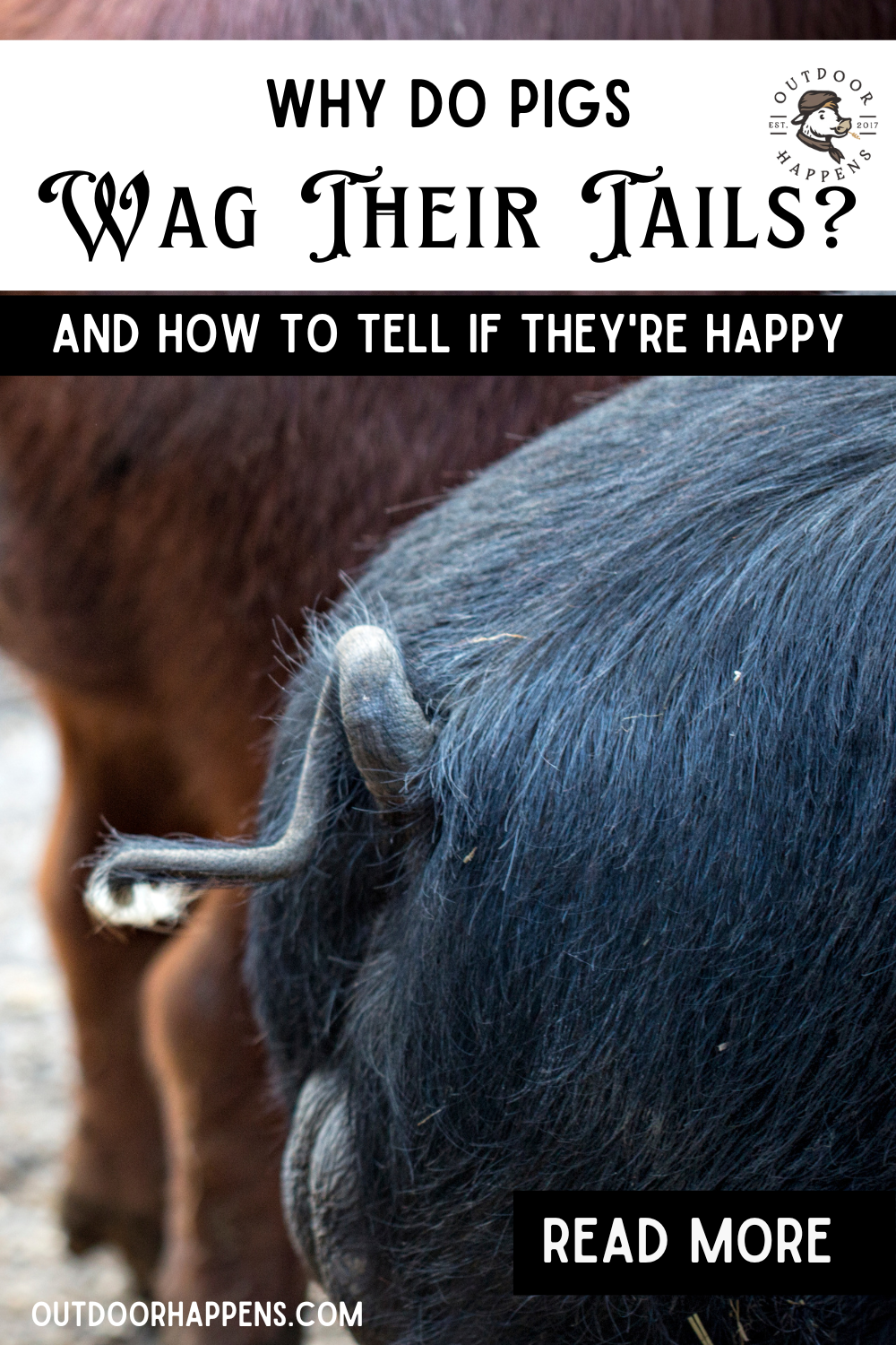 Why Pigs Wag Their Tails? (And How to Tell if Your Pig Is Happy!)