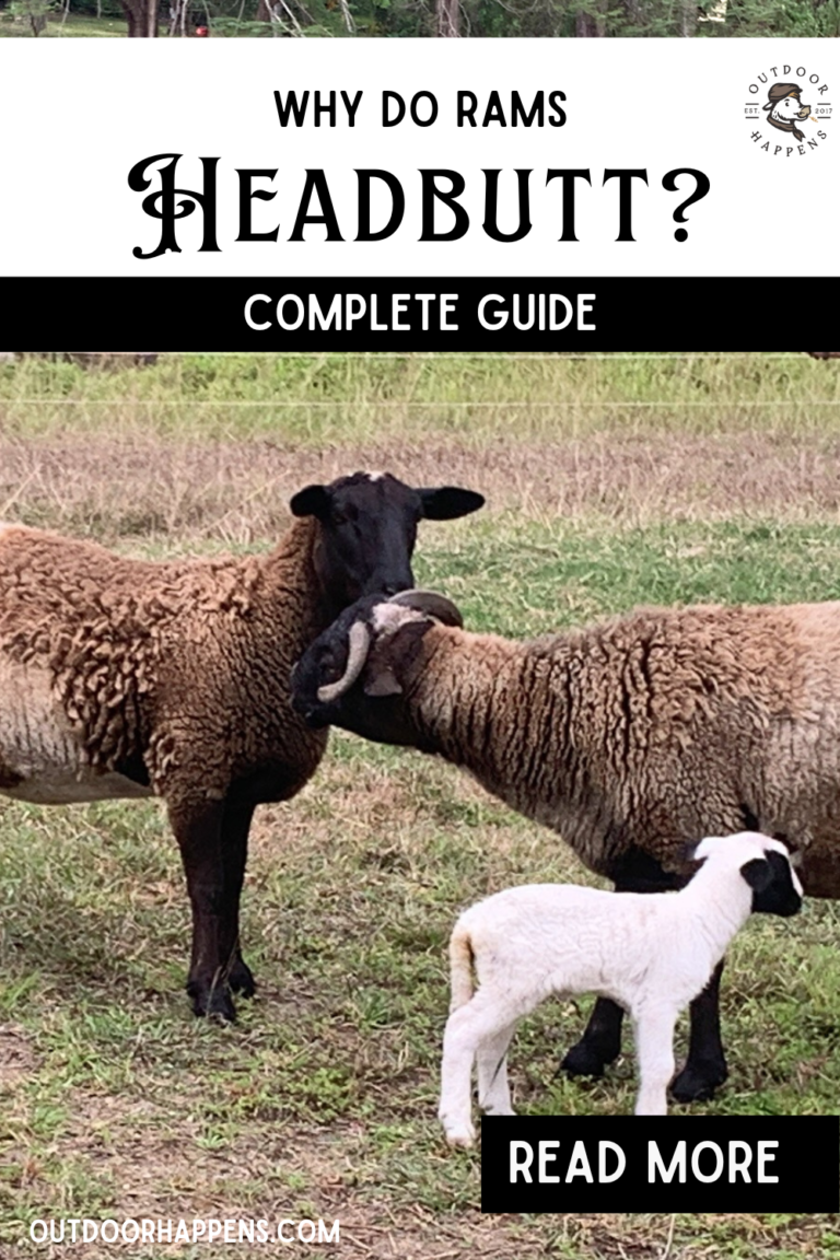 Why Do Rams Headbutt? [Aggression, Boredom, Genetics? Or Something Else ...