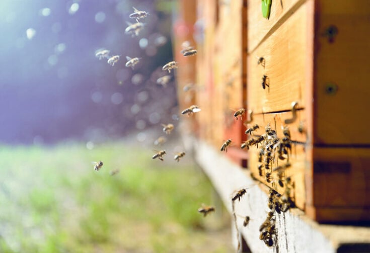 10 Free Bee Hive Stand Ideas and Plans to DIY ???? | Outdoor Happens