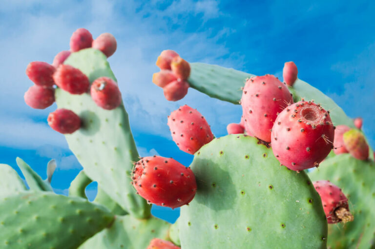 5 Scary Vegetables for Halloween You Can Grow at Home!