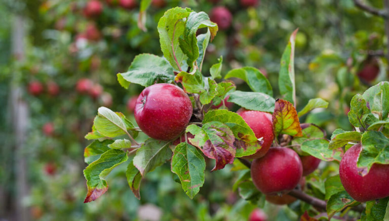 20 Fruit Trees That Grow In Shade 🍎 [They'll Surprise You!]