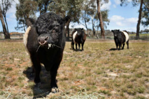 Complete Guide to the Teacup Mini Cow [Milking, Cost, and Potty ...