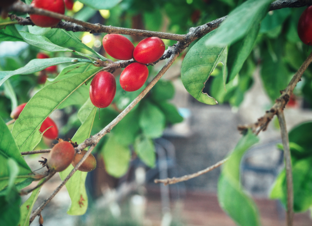 17 Weird Vegetables and Fruits You Have to See to Believe - Outdoor ...