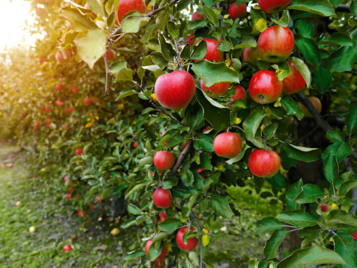 20 Fruit Trees That Grow In Shade 🍎 [They'll Surprise You!]