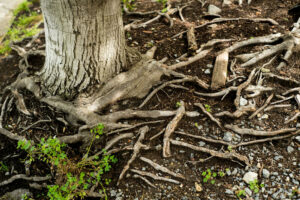 9 Creative Landscaping Ideas Around Tree Roots [Moss, Mulch, and Fairy ...