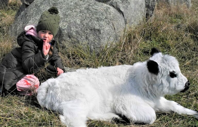 Complete Guide to the Teacup Mini Cow [Milking, Cost, and Potty ...