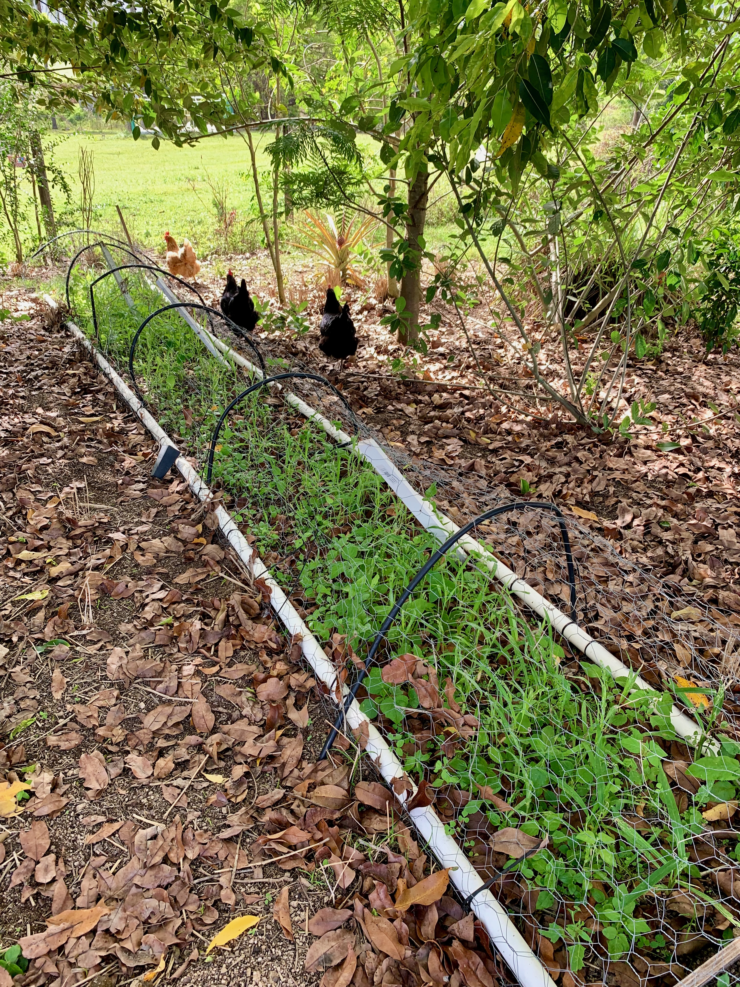 What Can Chickens Eat? Ultimate List of 134 Foods Hens Can and Can't ...