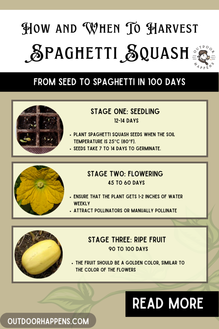 A Guide to Growing and Harvesting Spaghetti Squash Confidently ...