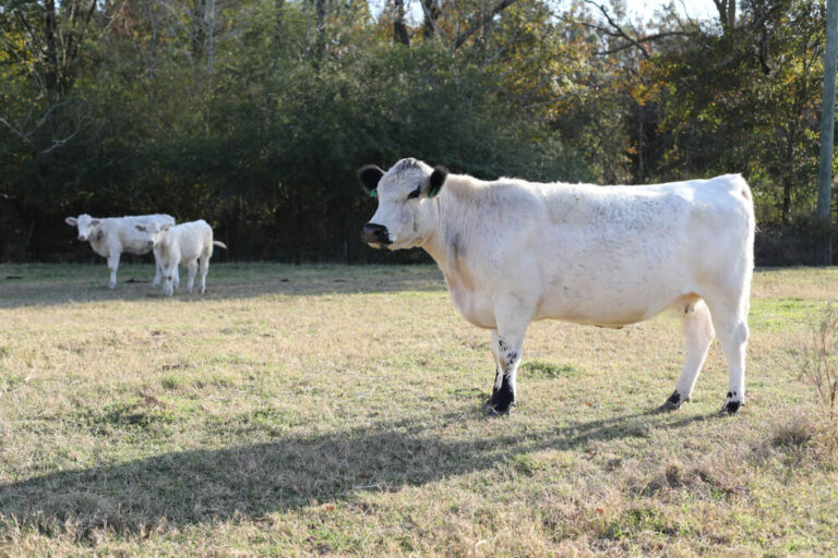 15 Black and White Cow Breeds [Dairy and Beef Cows!] ???? - Outdoor ...