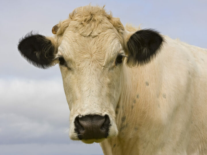 15 Black and White Cow Breeds [Dairy and Beef Cows!] 🐄 - Outdoor Happens
