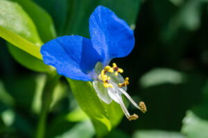 15+ Weeds With Blue Flowers ????️ [Blue Weed Identification Guide!]
