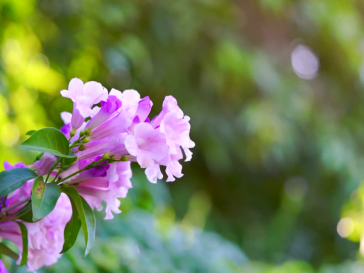 How to Grow the Garlic Vine (Mansoa alliacea) - Outdoor Happens