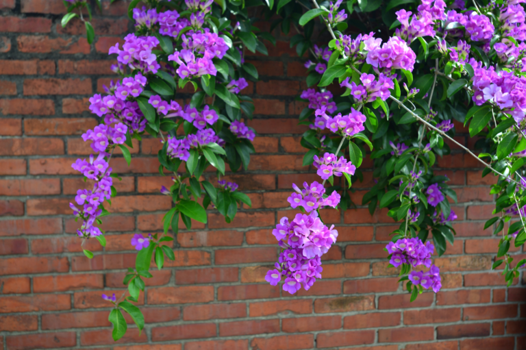 How to Grow the Garlic Vine (Mansoa alliacea) - Outdoor Happens Homestead