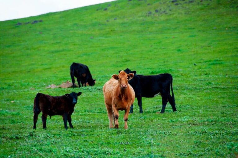 Do Cows Have Horns? [Polled vs Horned Cattle]